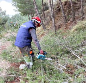 Φροντίδα δέντρων και προστασία της φύσης στο περιαστικό δάσος Κλειδούς ...